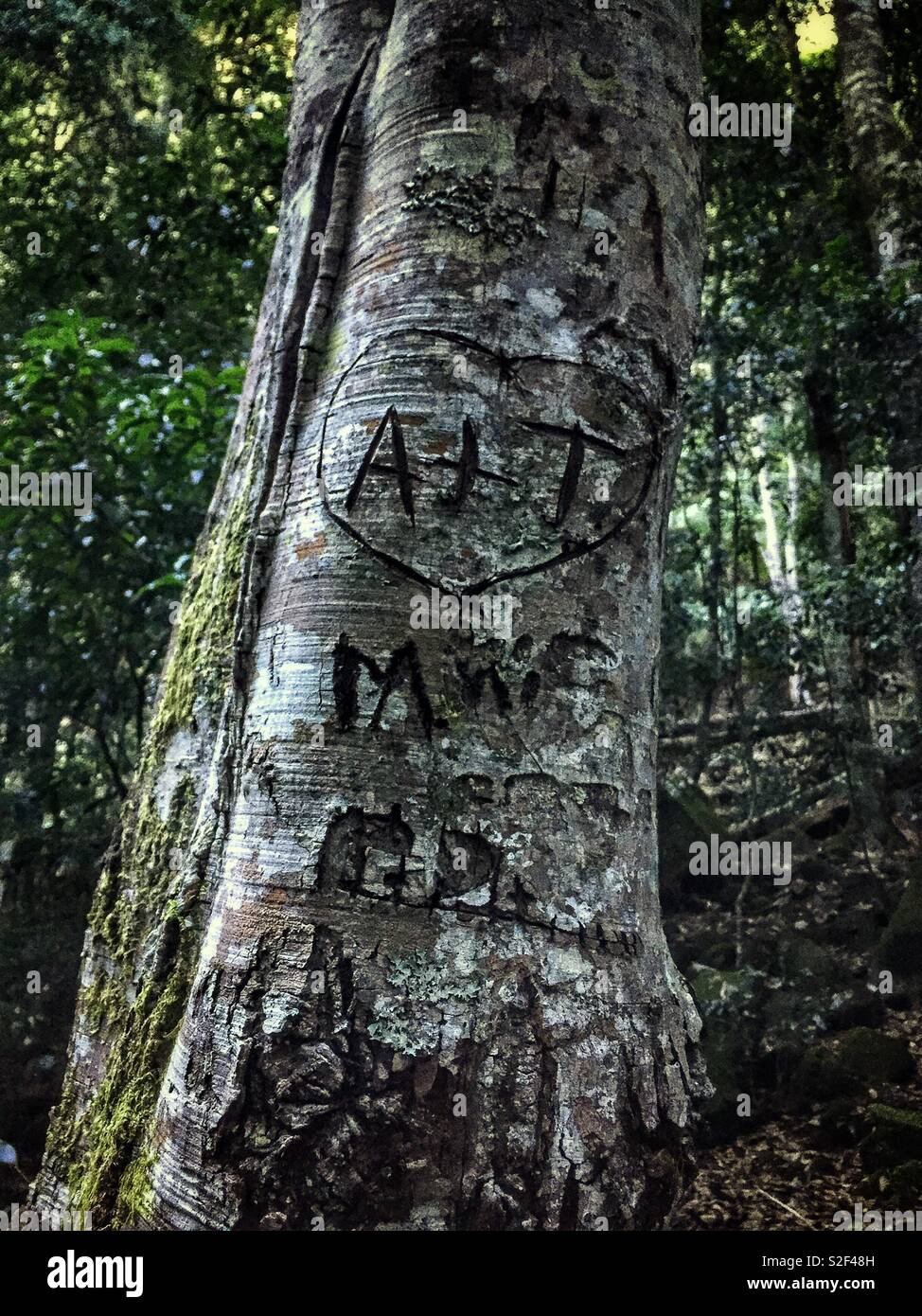 Coachwood hi-res stock photography and images - Alamy