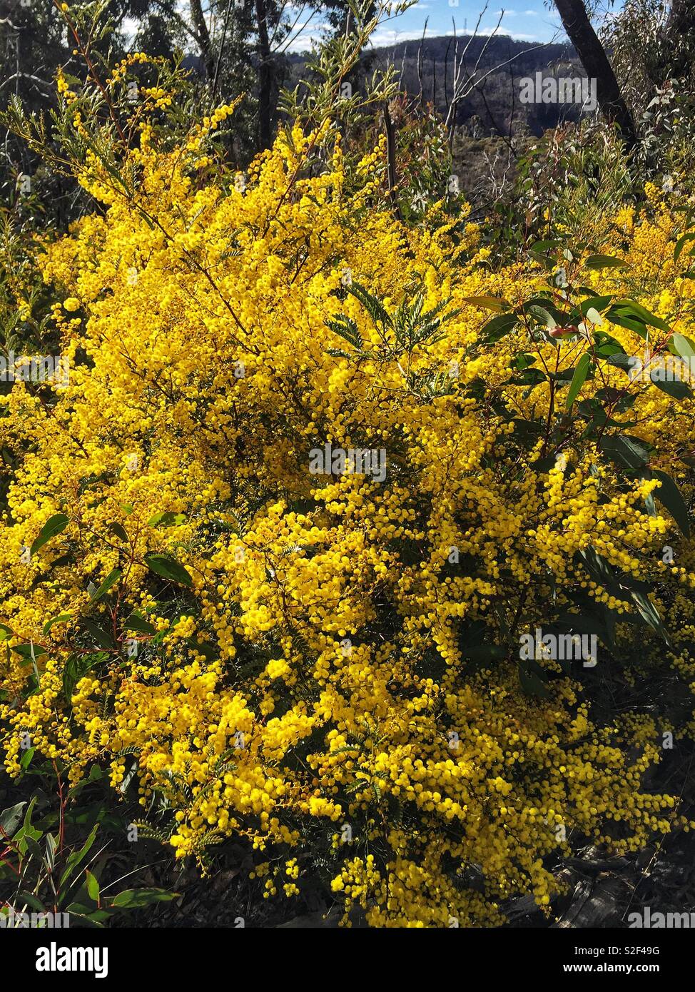 Australian Wattle Stock Photos & Australian Wattle Stock Images - Alamy