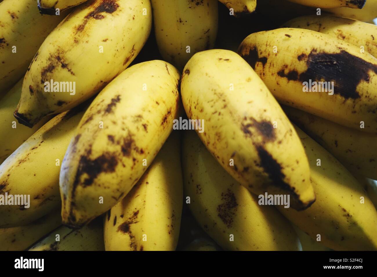 Close up on some sweet little bananas Stock Photo - Alamy