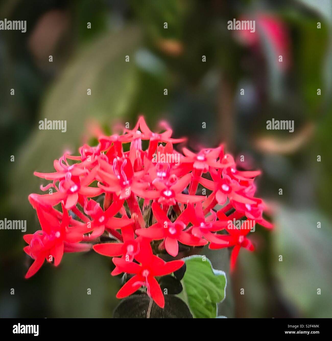 Red bunch of Flowers Stock Photo - Alamy