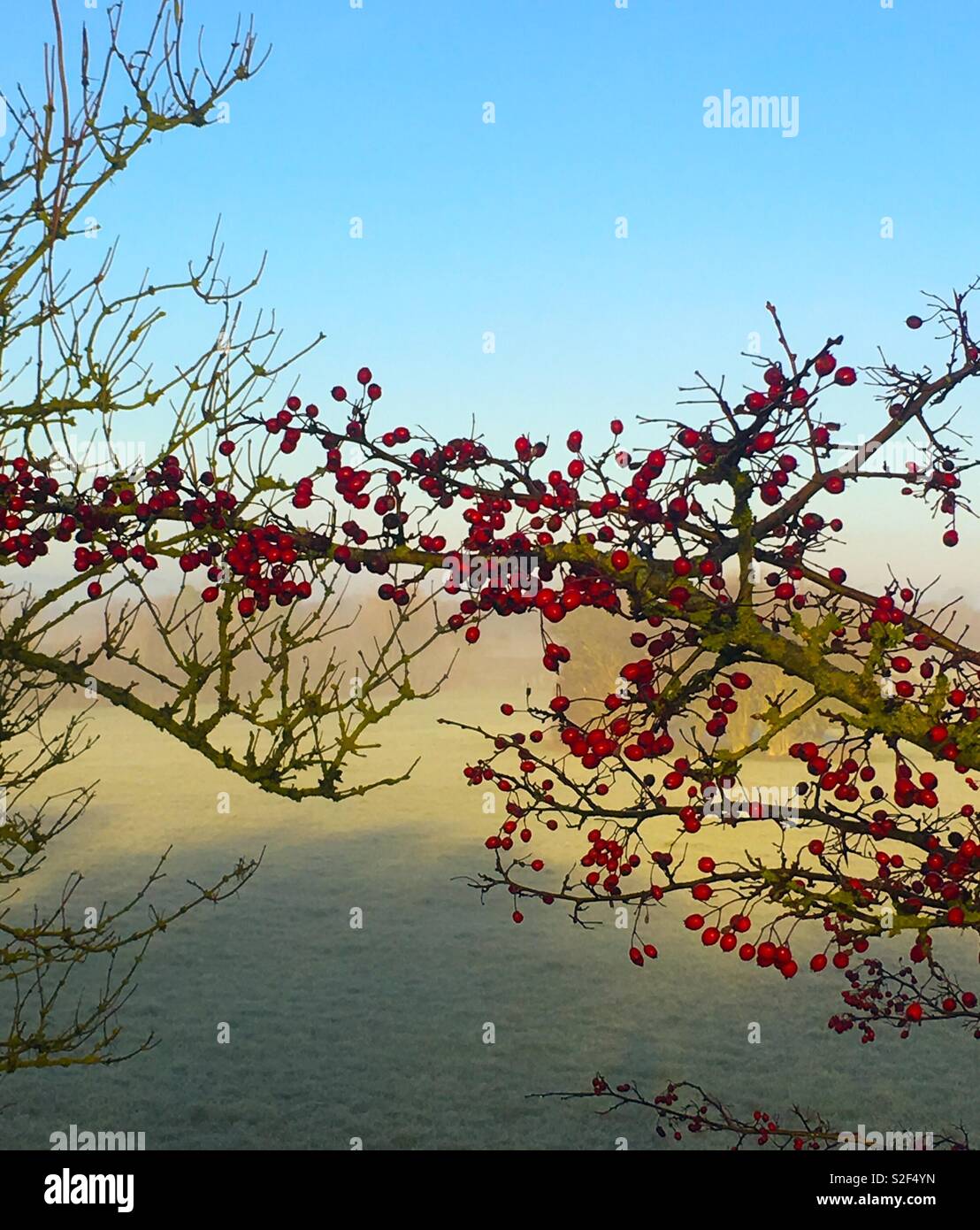 Winter berries sky hi-res stock photography and images - Alamy