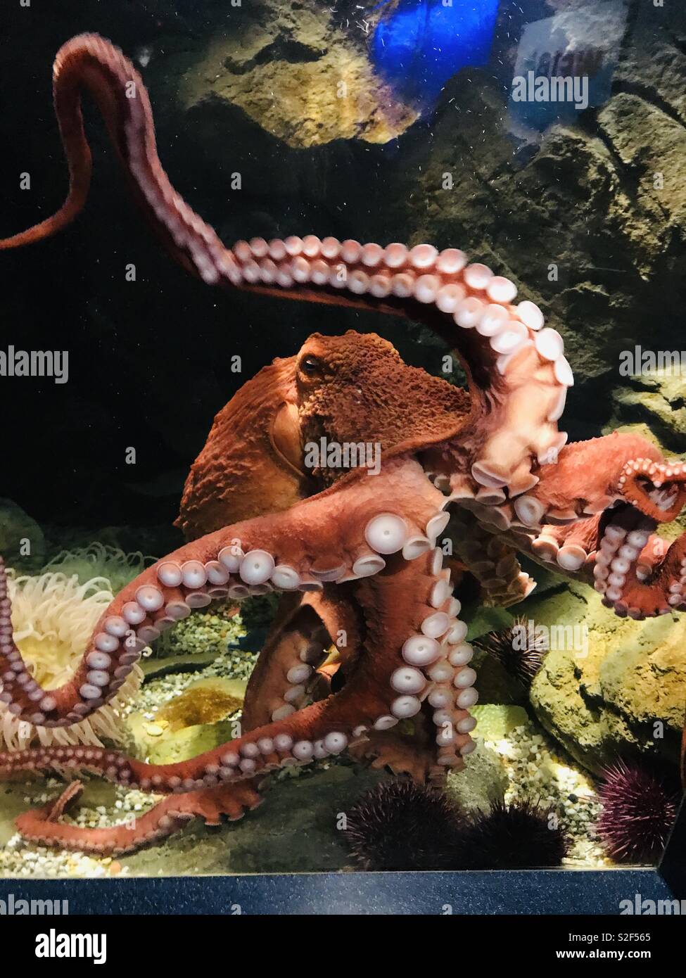 Octopus underwater hi-res stock photography and images - Alamy