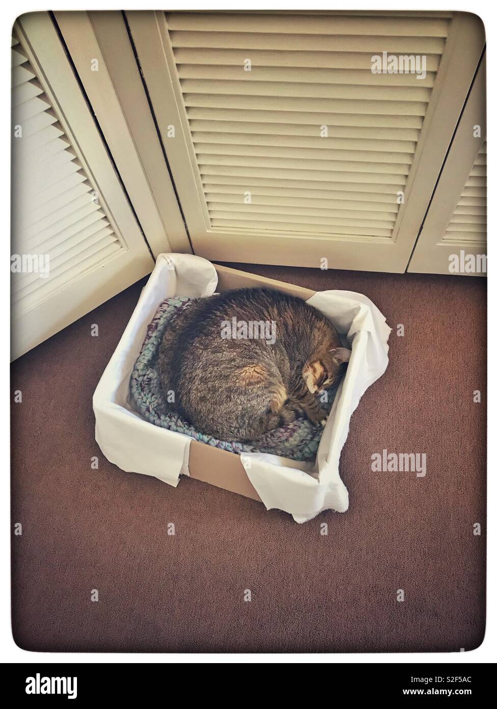 Cat in box Stock Photo - Alamy