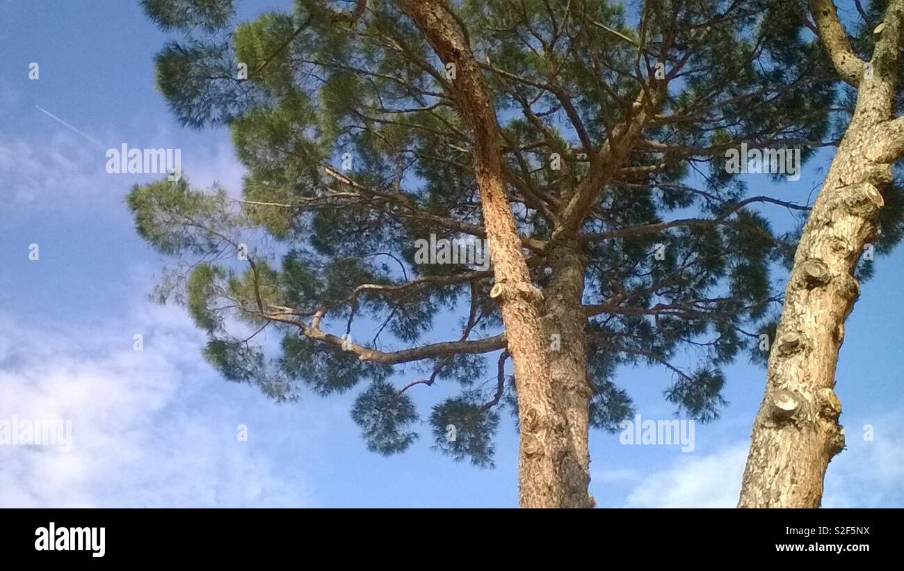 Tree rome hi-res stock photography and images - Alamy