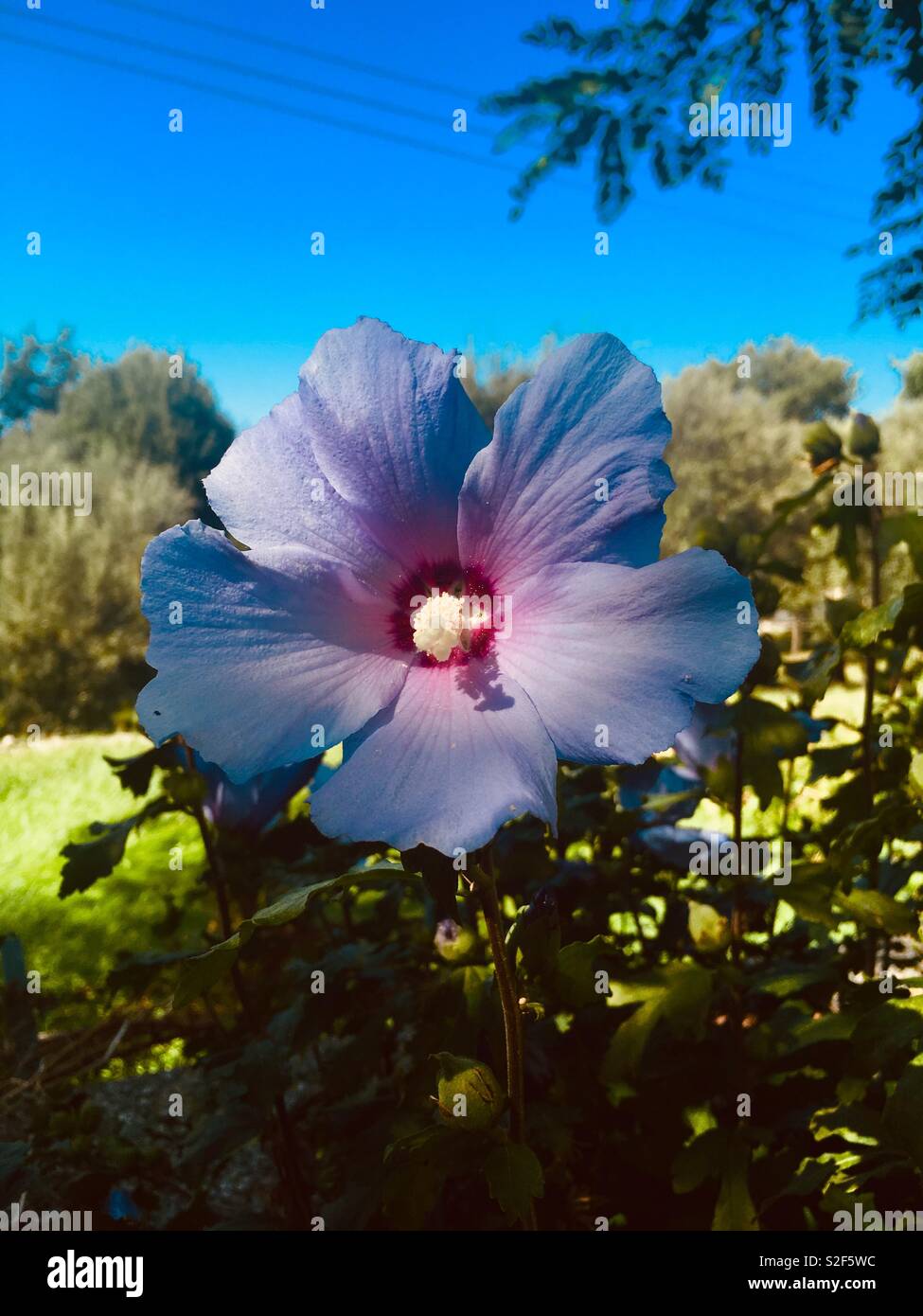 Flowers in Italy Stock Photo - Alamy