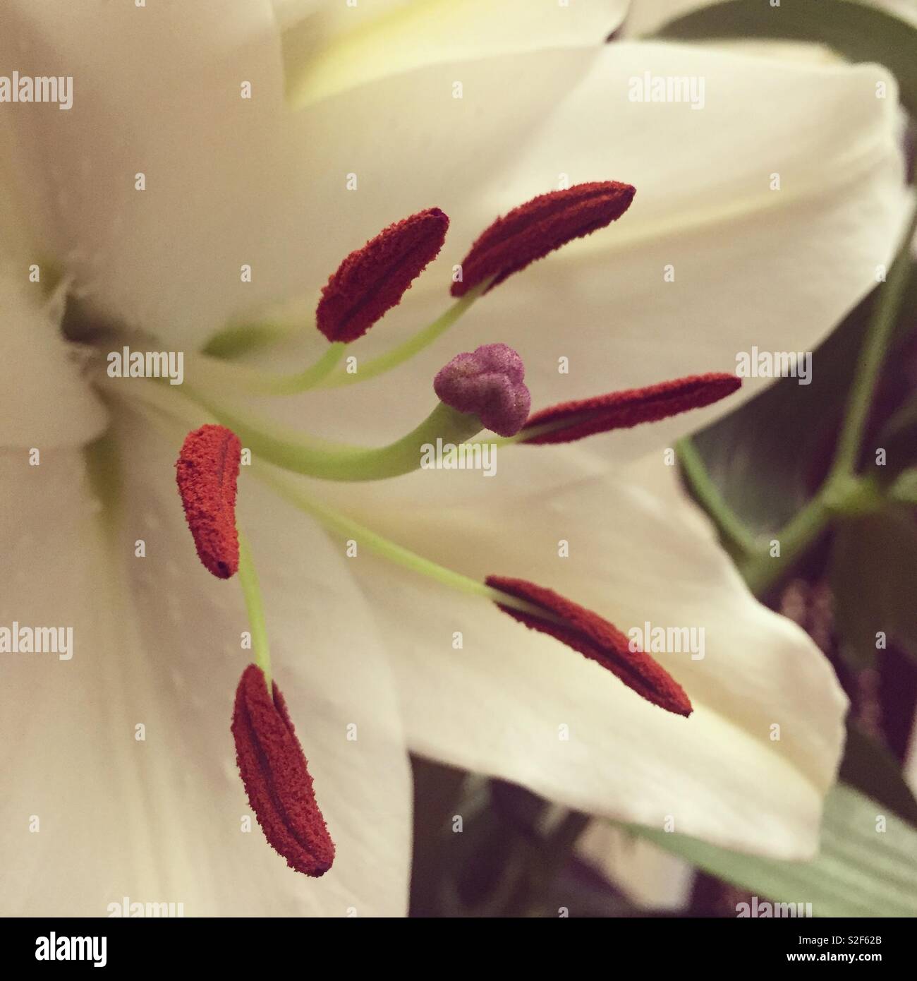 Stoma hi-res stock photography and images - Alamy