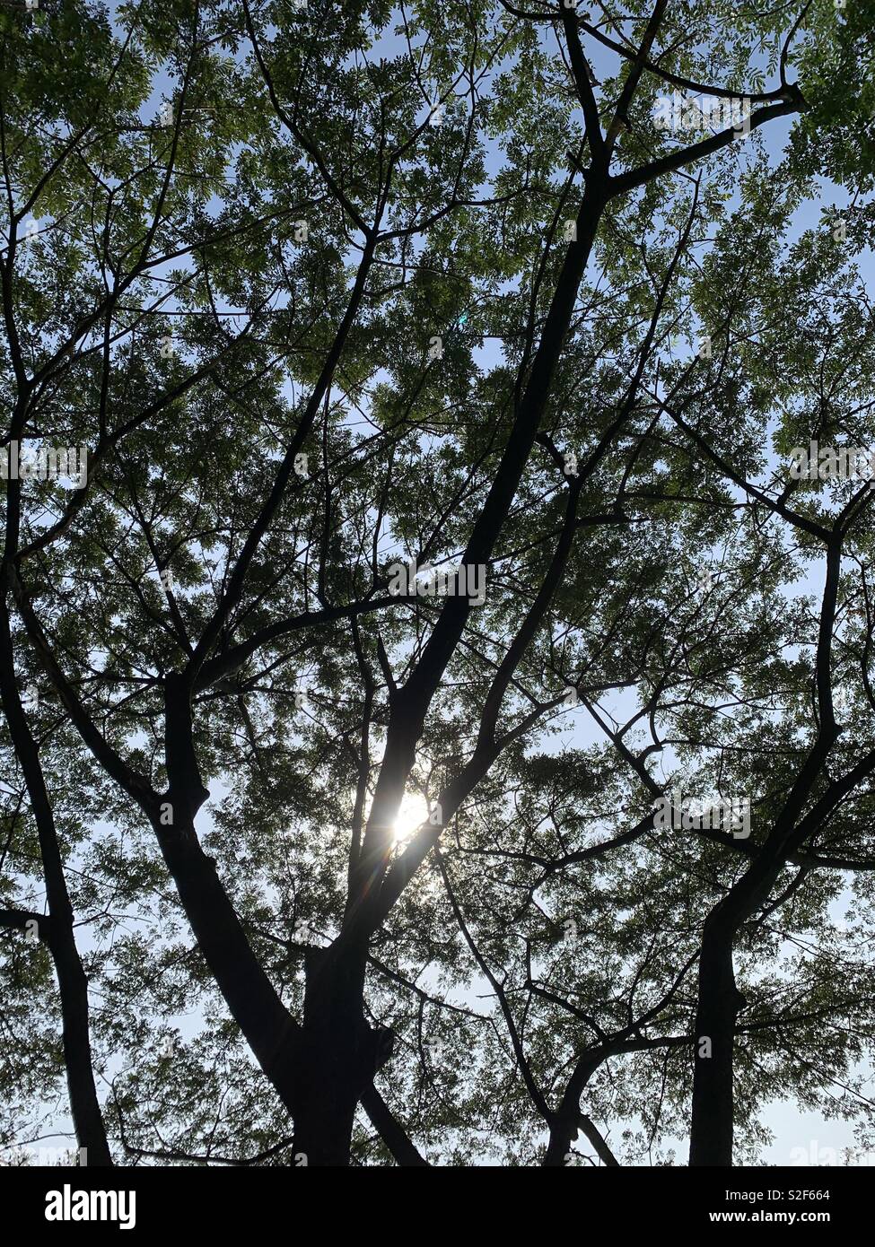 Sunlight on tree hi-res stock photography and images - Alamy