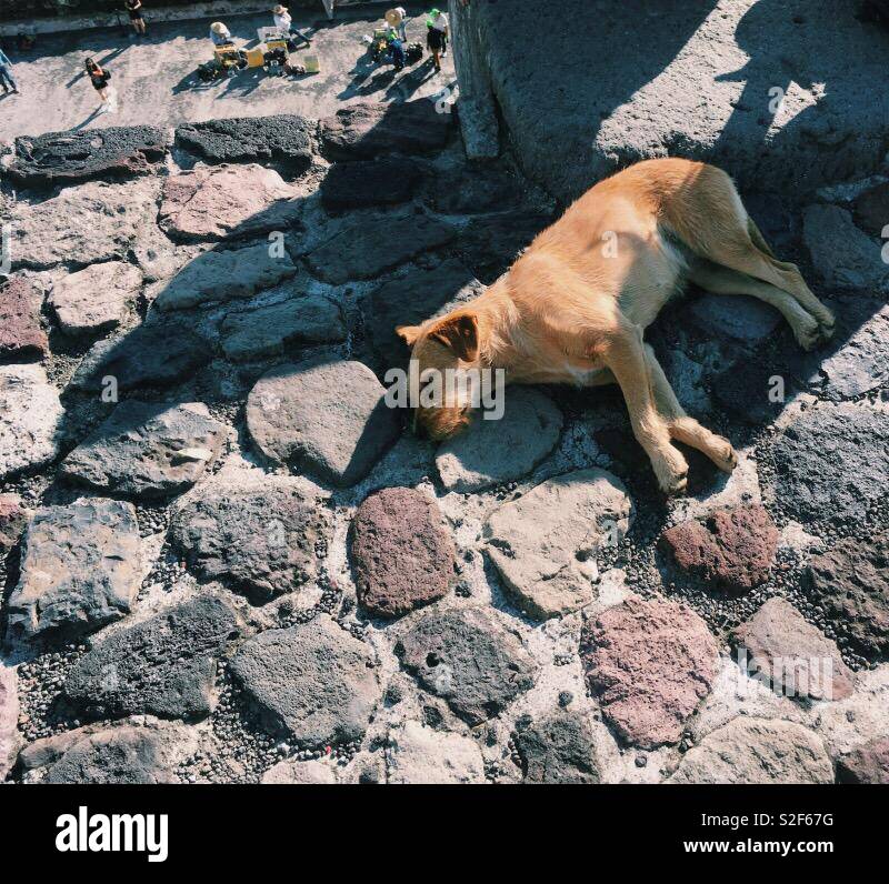 Cute dog resting on cobblestone Stock Photo - Alamy