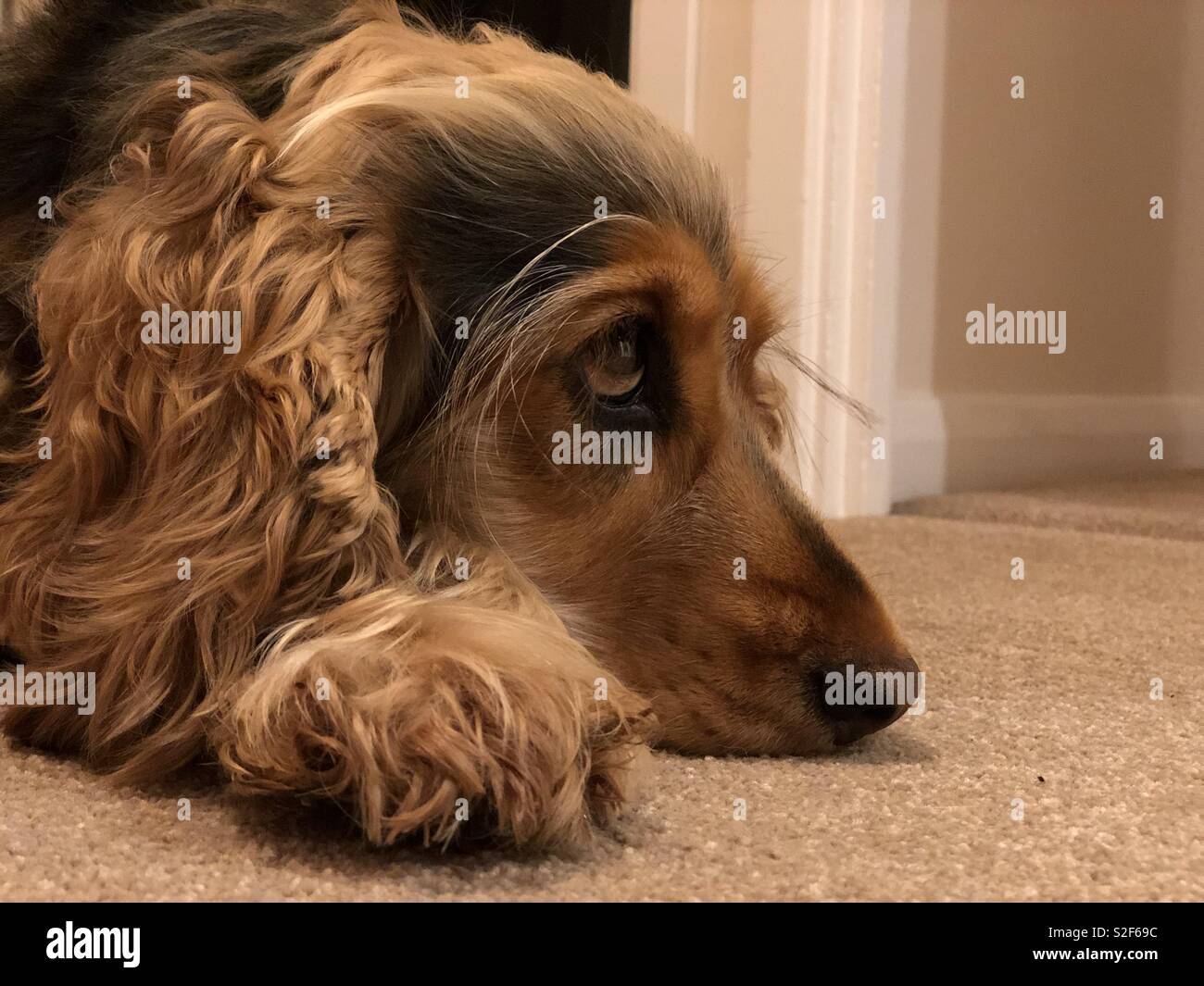 Cocker Spaniel watching person who is reflected in eye Stock Photo - Alamy