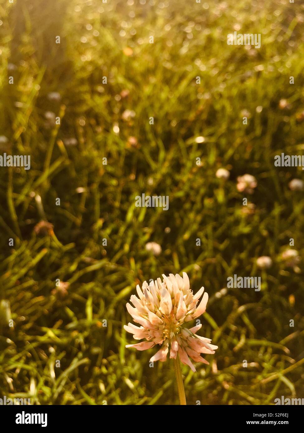 Single Clover Flower Stock Photos & Single Clover Flower Stock Images ...