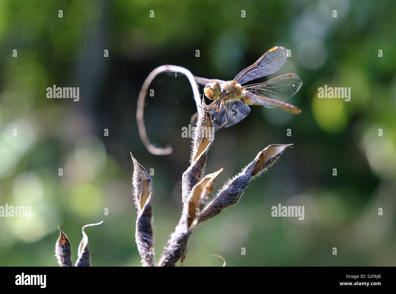 Life after a disaster Stock Photo - Alamy