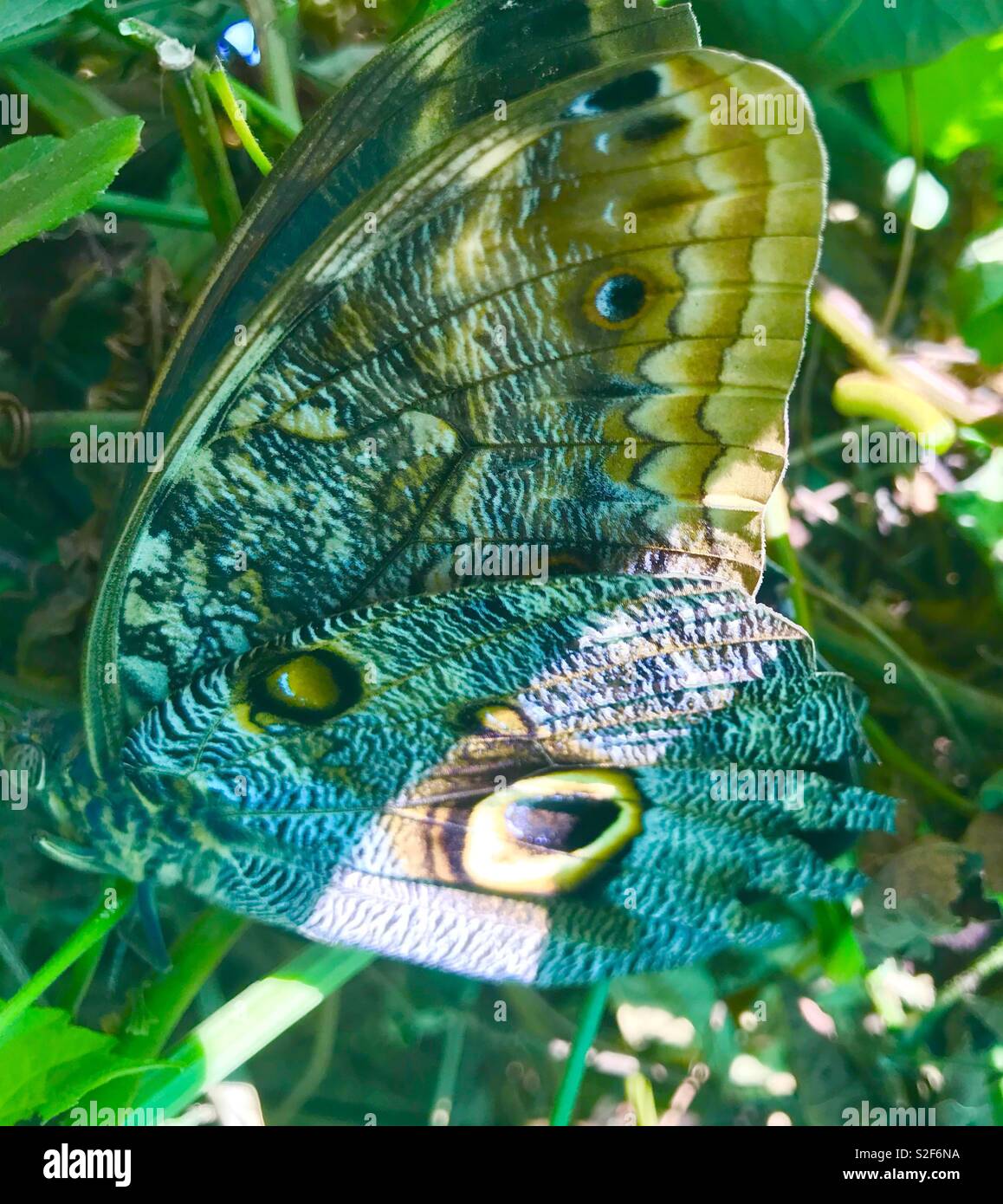 Morpheus hi-res stock photography and images - Alamy