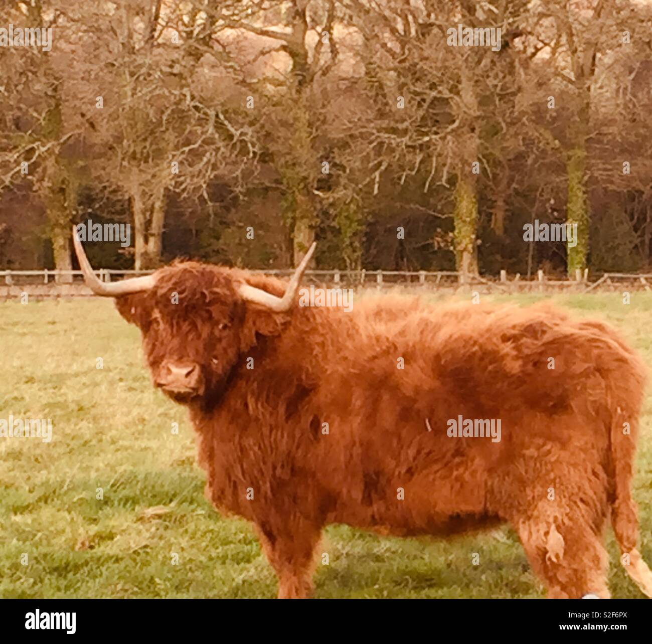 The red cow hi-res stock photography and images - Alamy