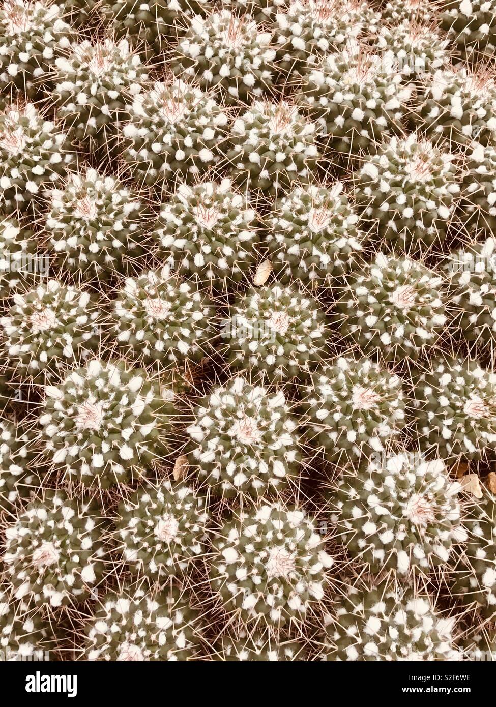 Mini barrel cactus hi-res stock photography and images - Alamy
