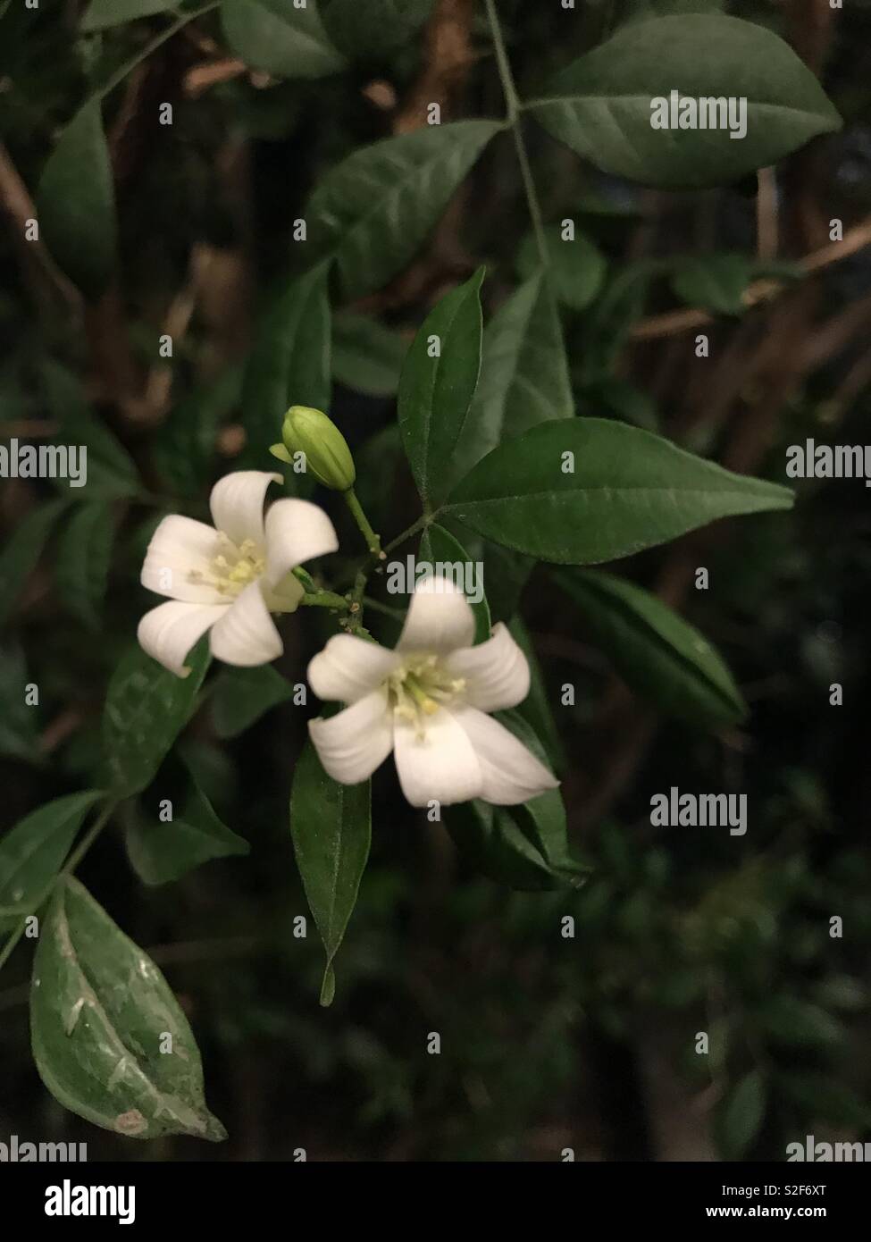 Muraya hi-res stock photography and images - Alamy