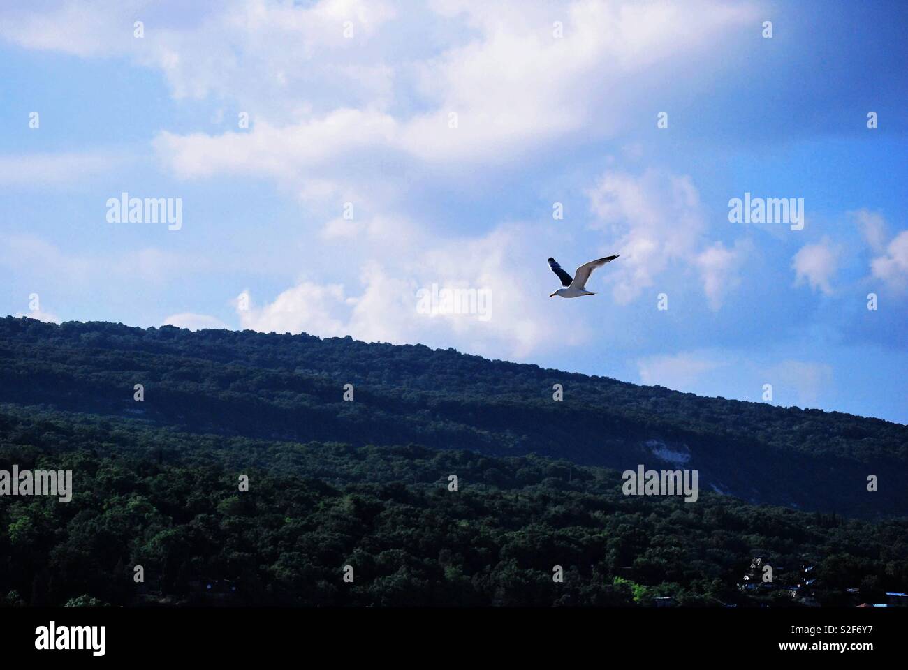 Free Fly Like A Bird