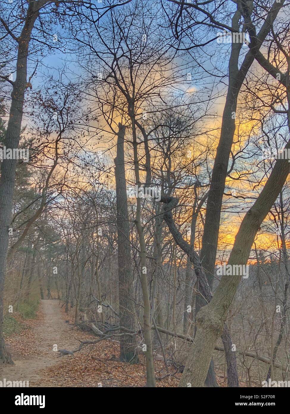 A quiet path in the woods as the sun sets in the horizon Stock Photo ...