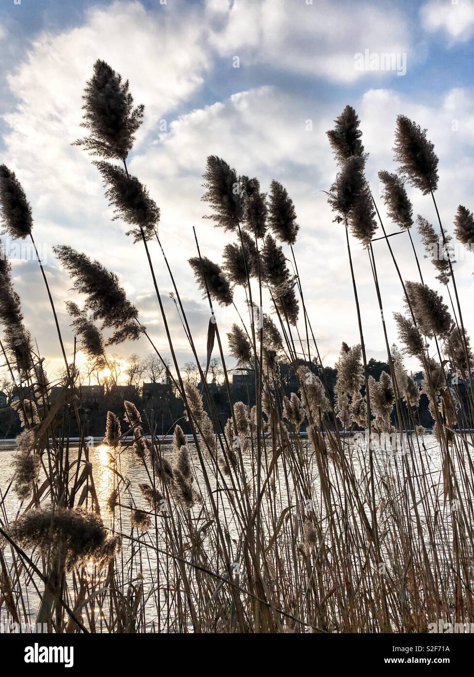Fluffy water reeds hi-res stock photography and images - Alamy