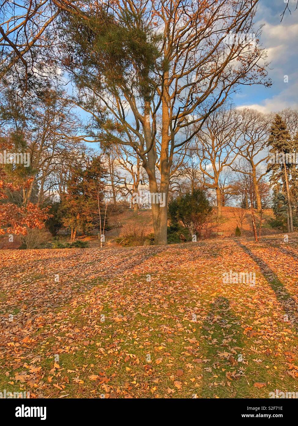 Fall in high park toronto hi-res stock photography and images - Alamy