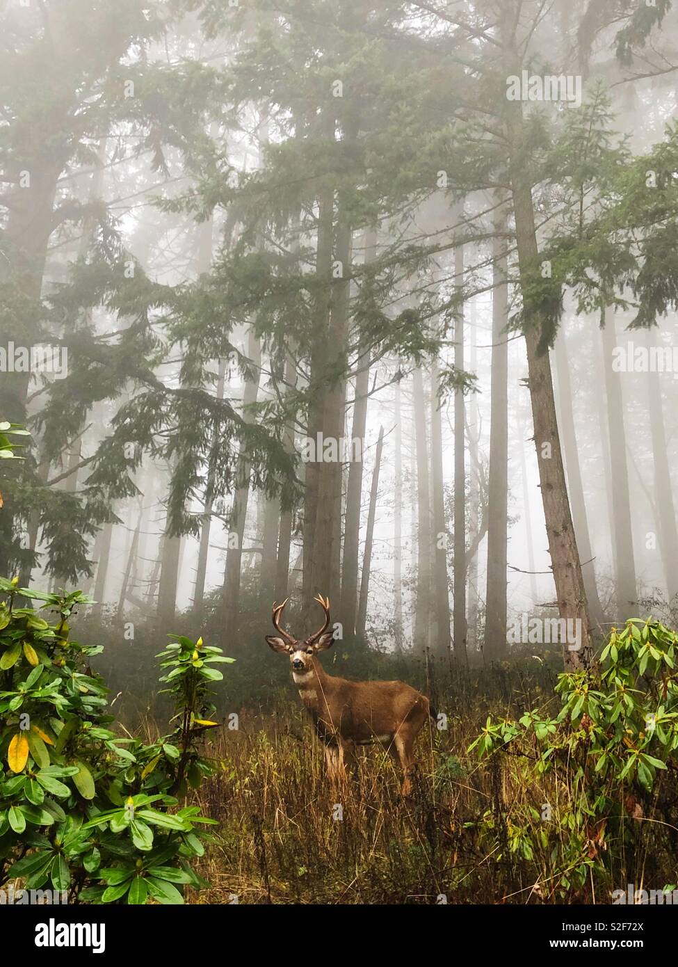 A large buck standing in a forest in Eugene, Oregon, USA Stock Photo ...