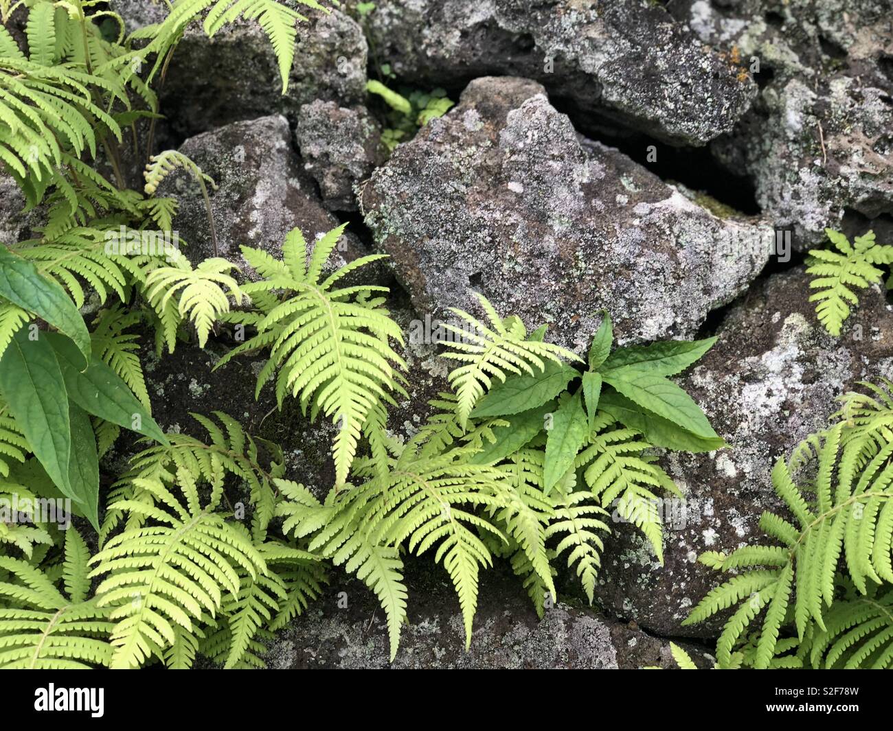 Ferns growing out of stone wall Stock Photo - Alamy