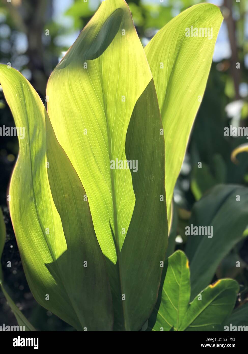 Hawaiian ti leaves in late afternoon sunlight Stock Photo - Alamy