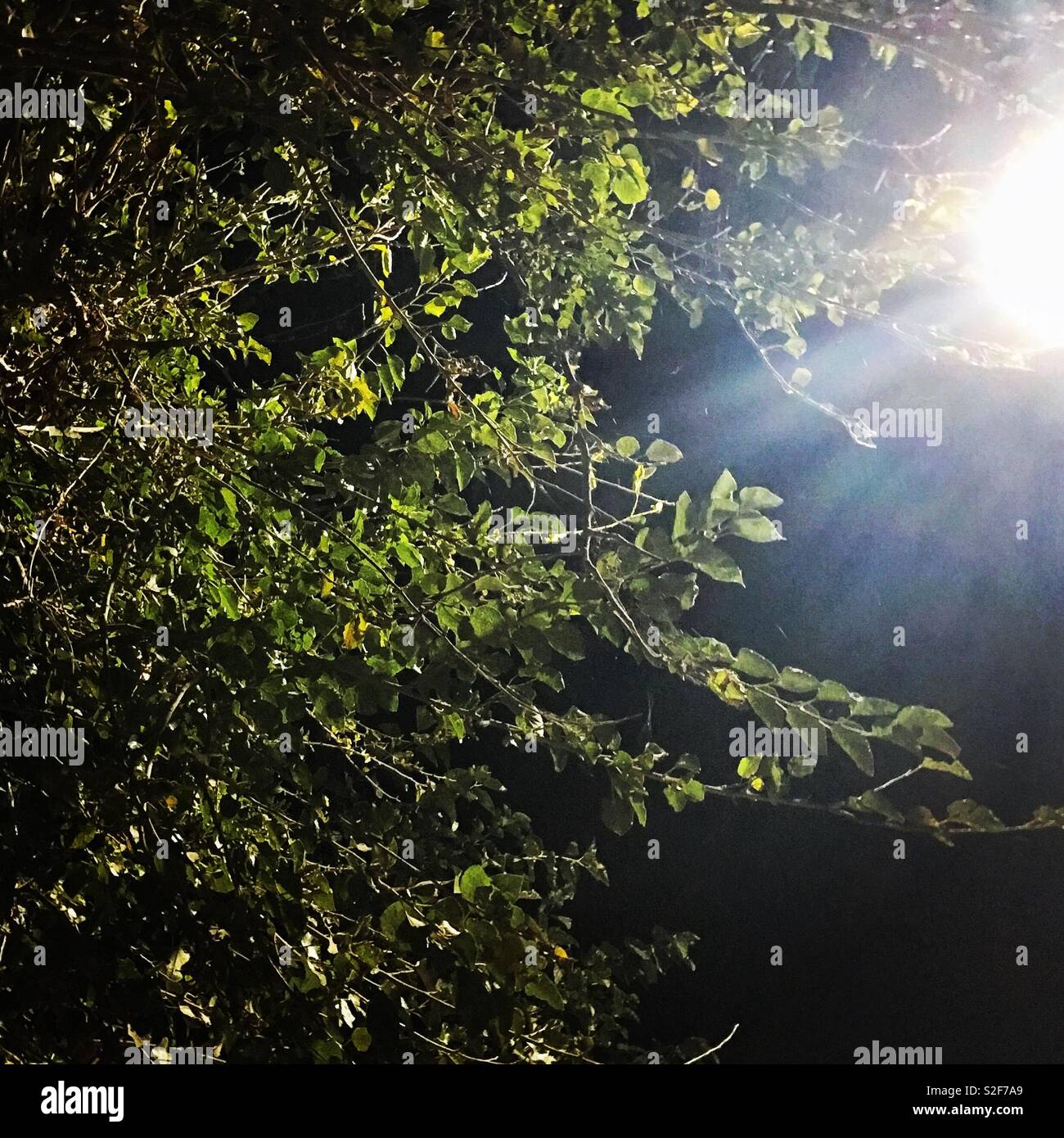 A night view contains of green leaves of the tree and dark sky and ...