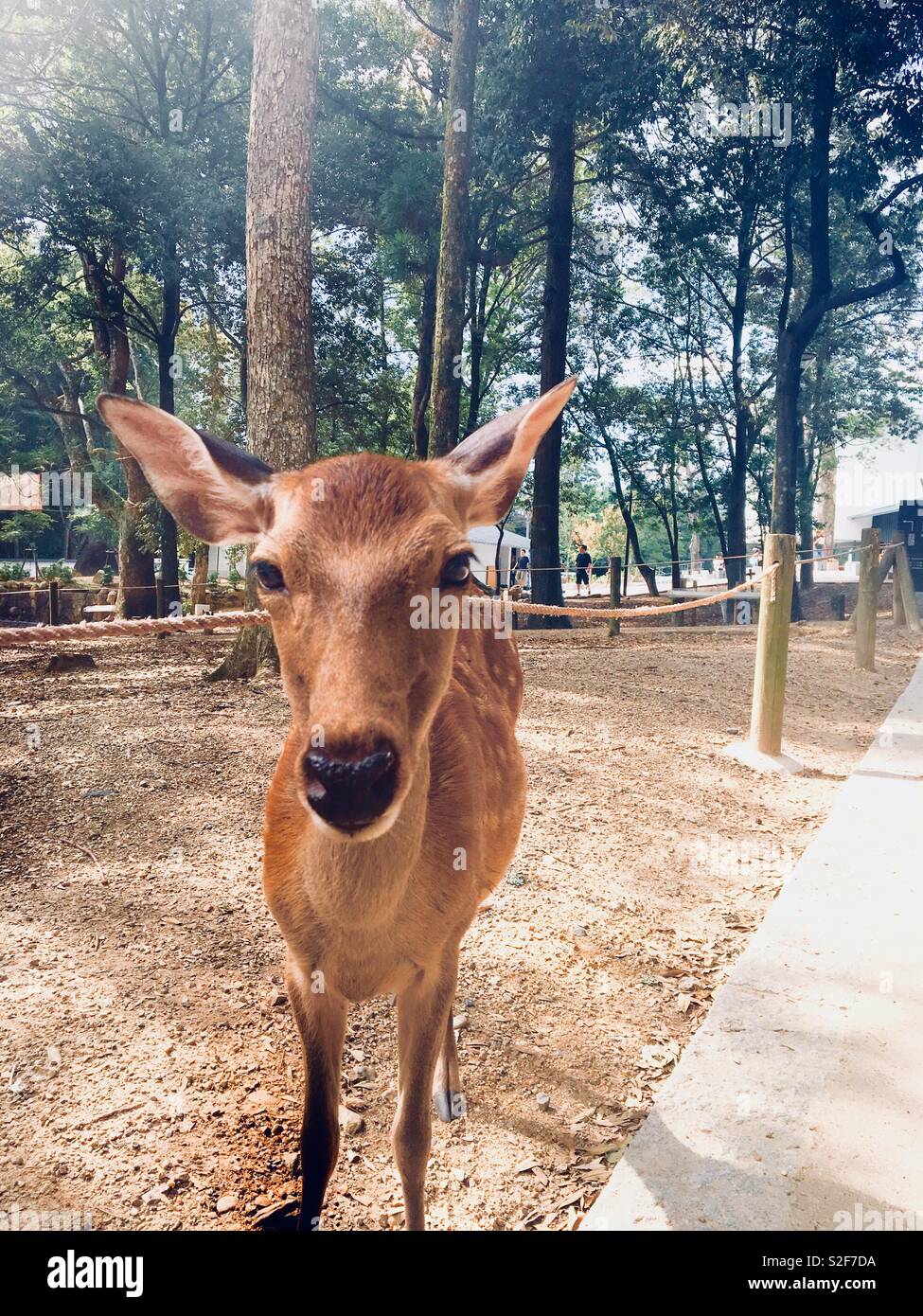 Staring contest hi-res stock photography and images - Alamy