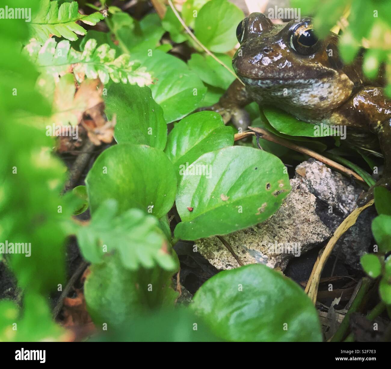 See through frog hi-res stock photography and images - Alamy
