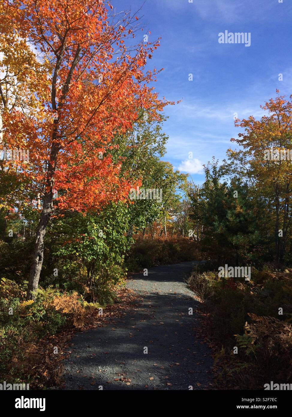 Leaves trail hi-res stock photography and images - Alamy
