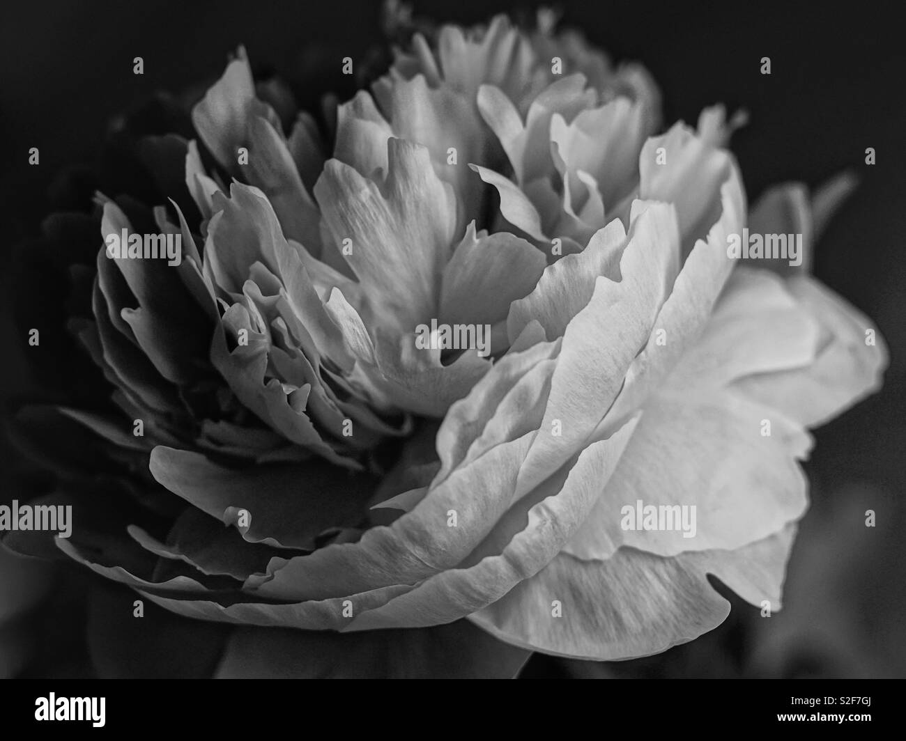 High contrast flower hi-res stock photography and images - Alamy