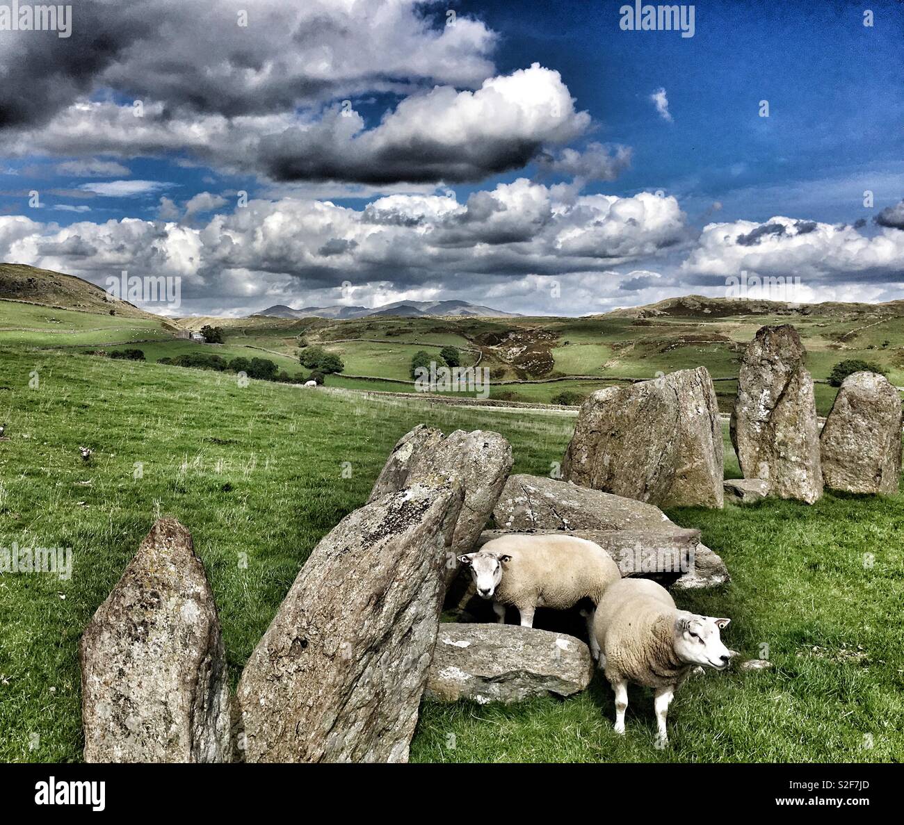 Stone Circle Sheep Stock Photo - Alamy