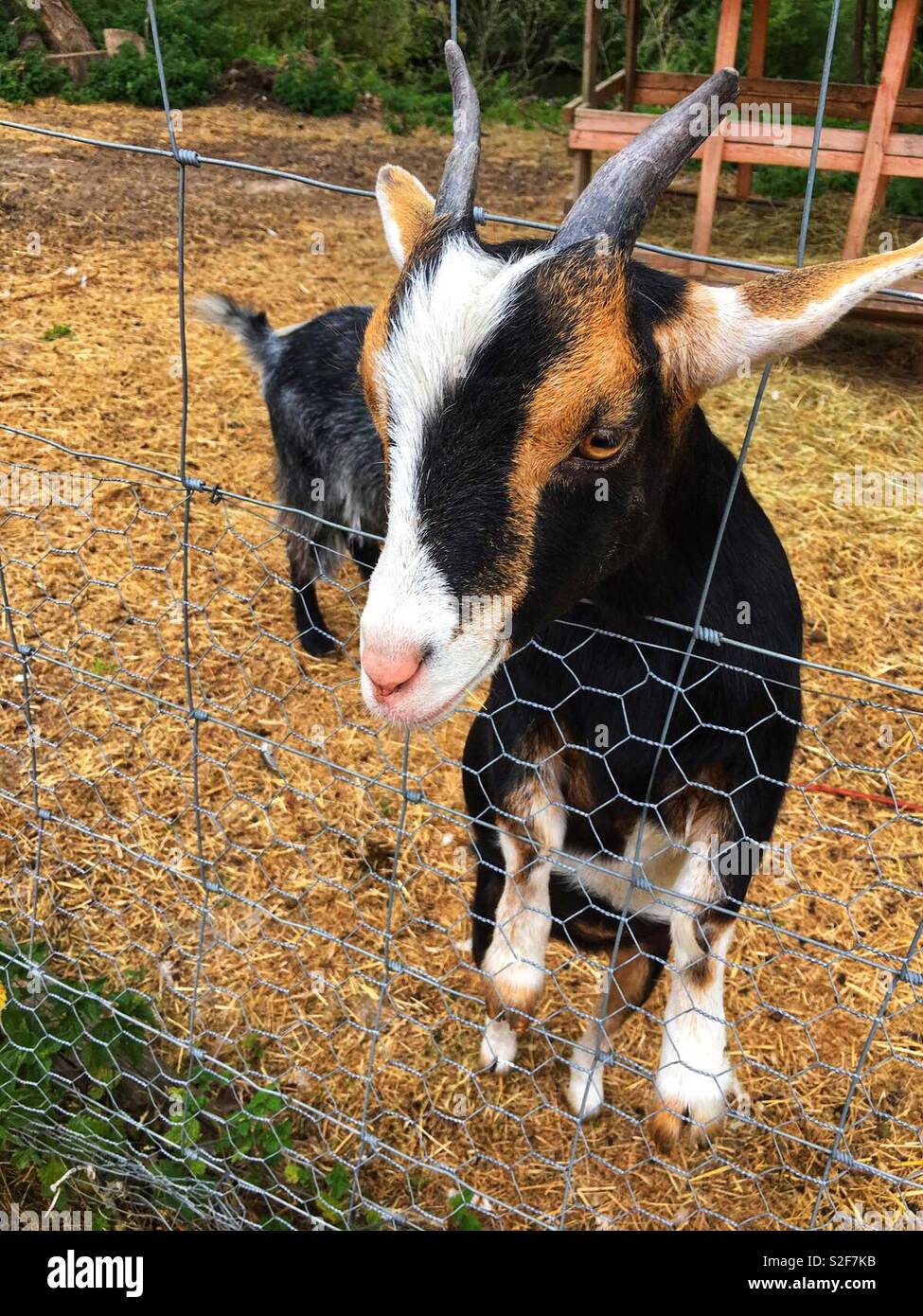 Pretty little goat Stock Photo - Alamy