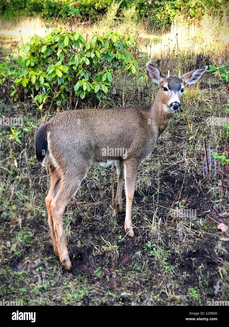 A young black tail buck near Eugene, Oregon, USA Stock Photo - Alamy