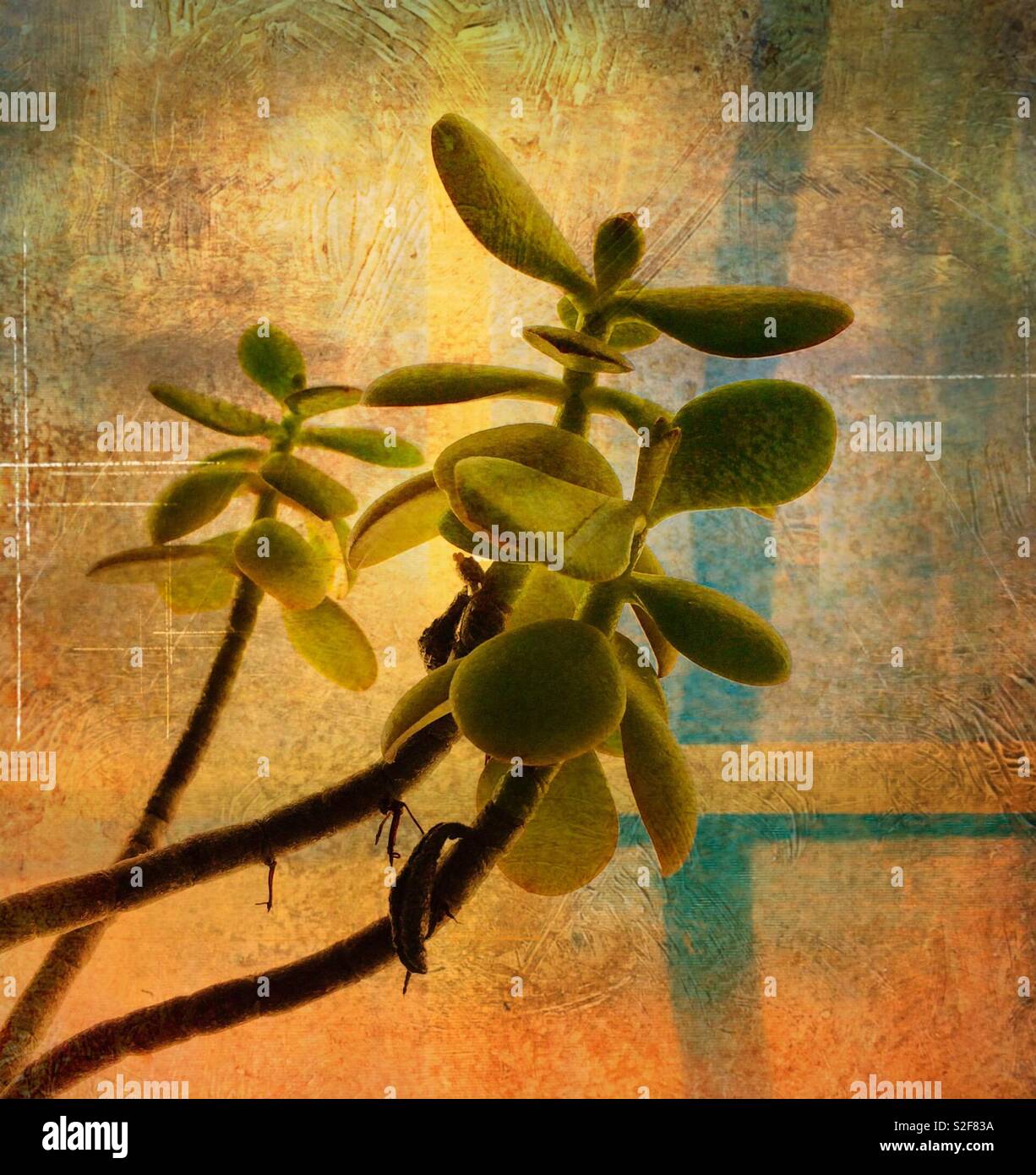 Money plant Crassula ovata Convoluta Stock Photo - Alamy