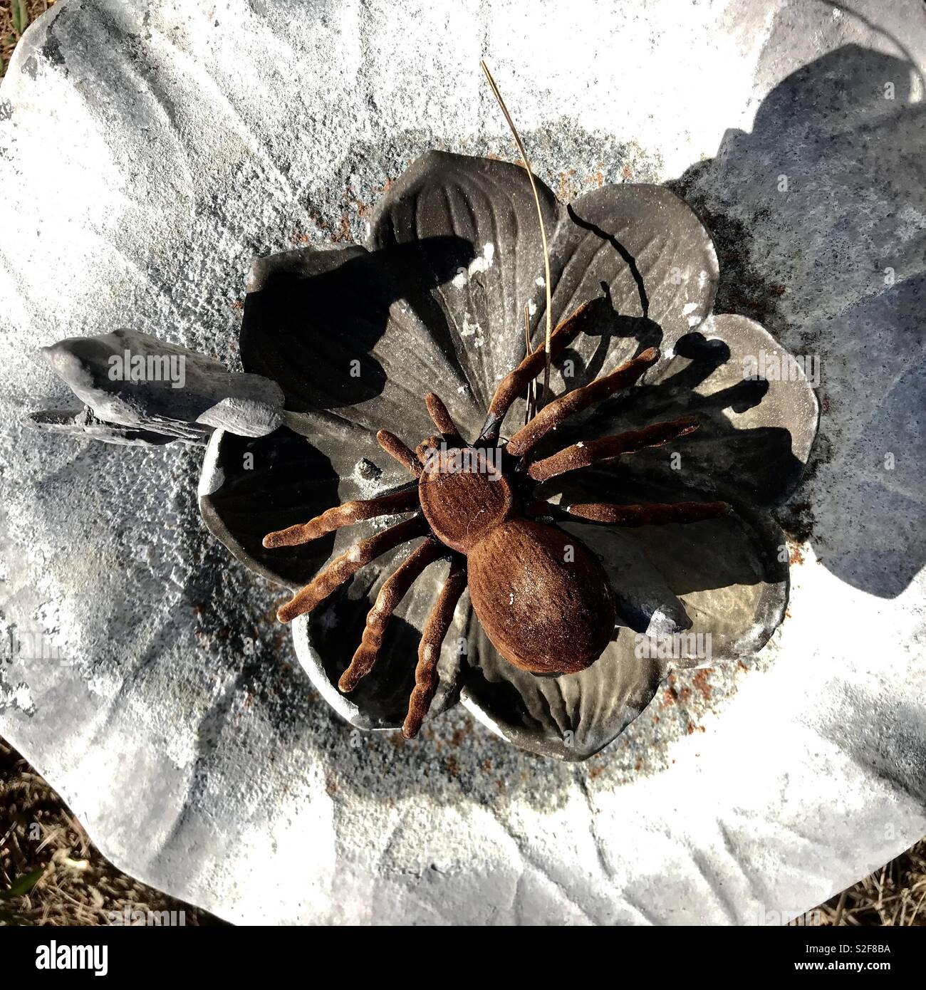 Grey tarantula hi-res stock photography and images - Alamy