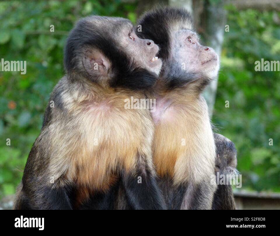 Capuchin monkeys pair hi-res stock photography and images - Alamy