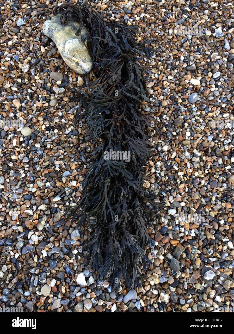 Sea weed at the beach hi-res stock photography and images - Alamy