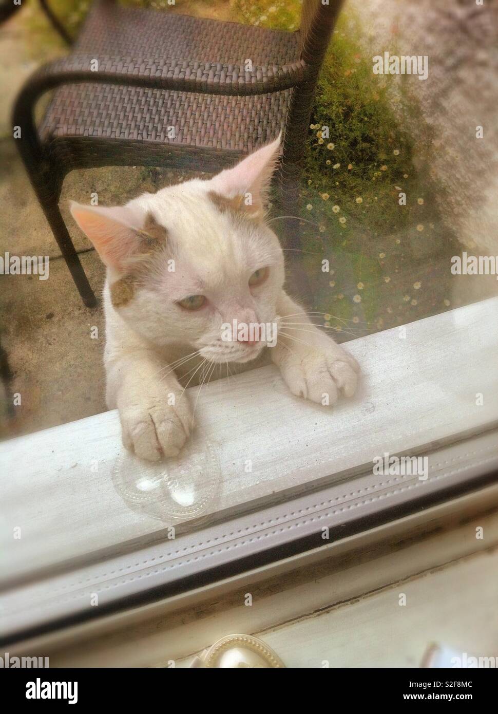 Nosey cat hi-res stock photography and images - Alamy