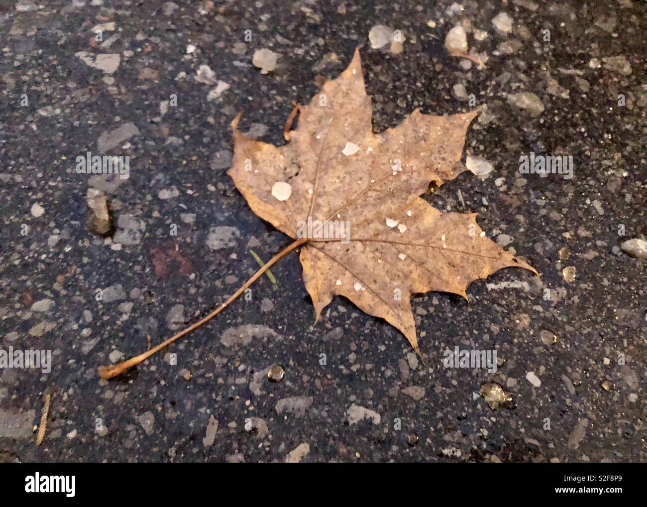 Pavement leaf hi-res stock photography and images - Alamy