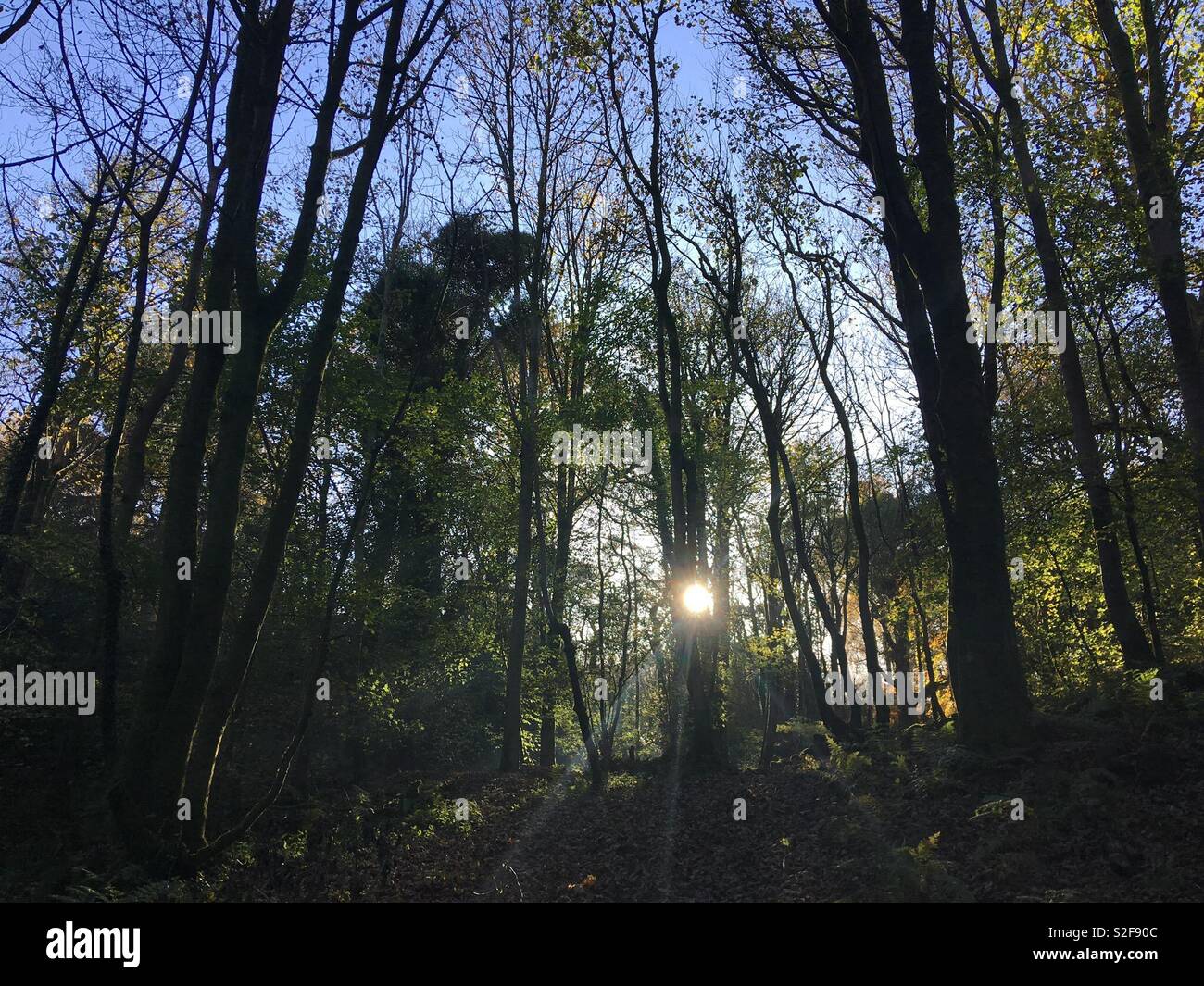 Mid afternoon sun Stock Photo - Alamy