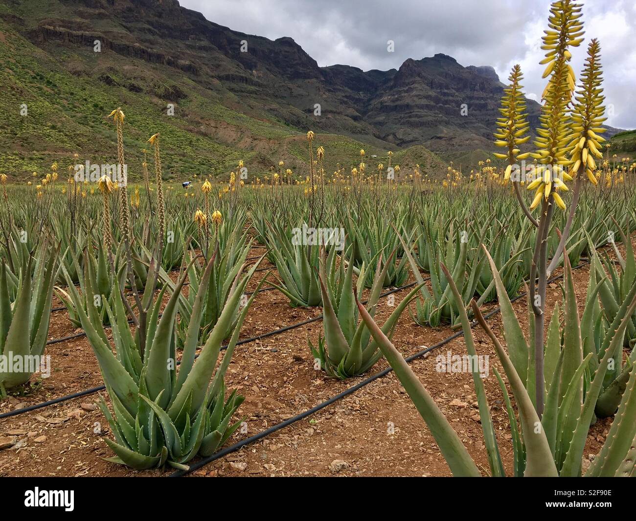 Grows mountains hi-res stock photography and images - Alamy