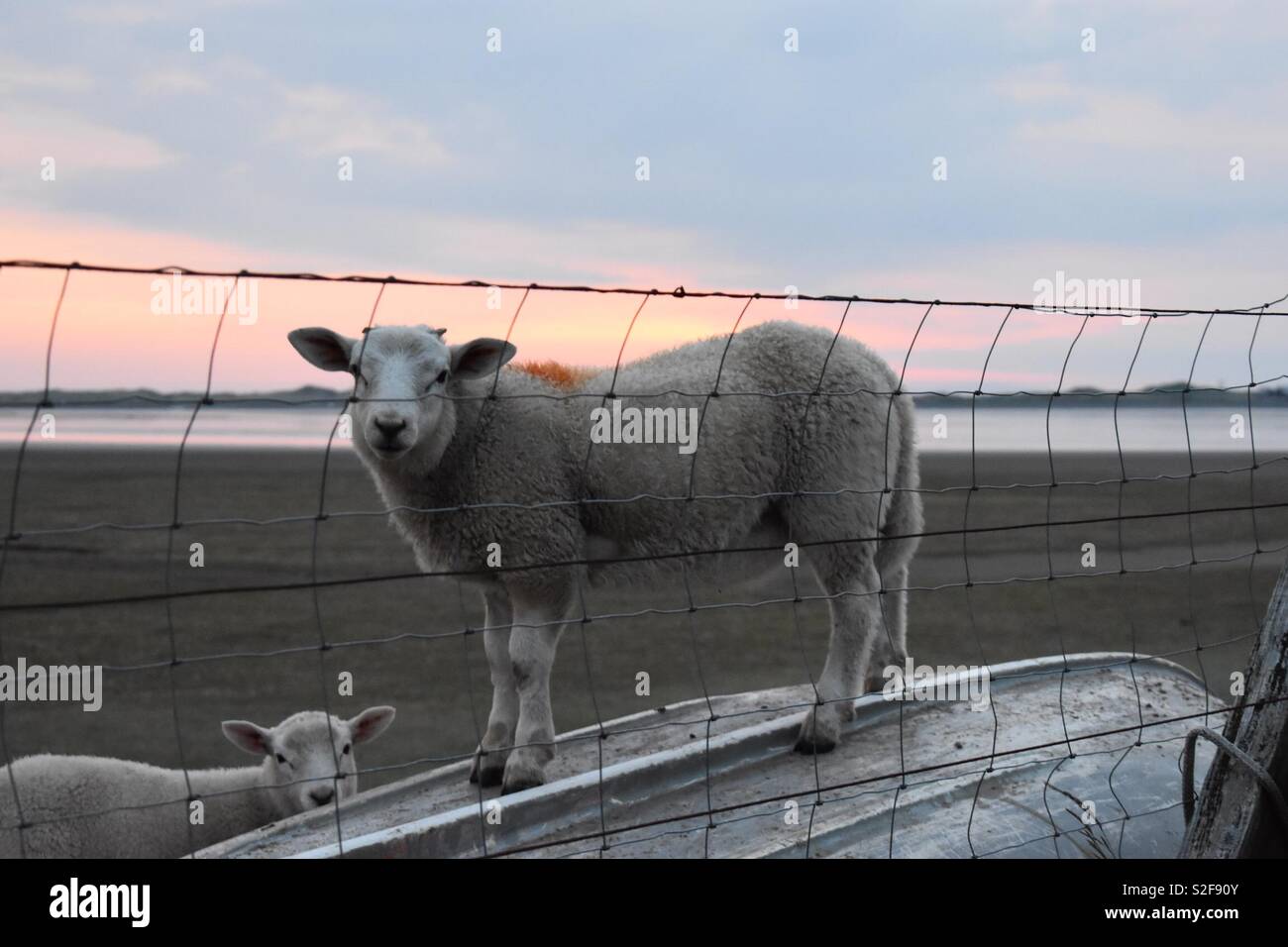 Sheep Boat High Resolution Stock Photography and Images - Alamy
