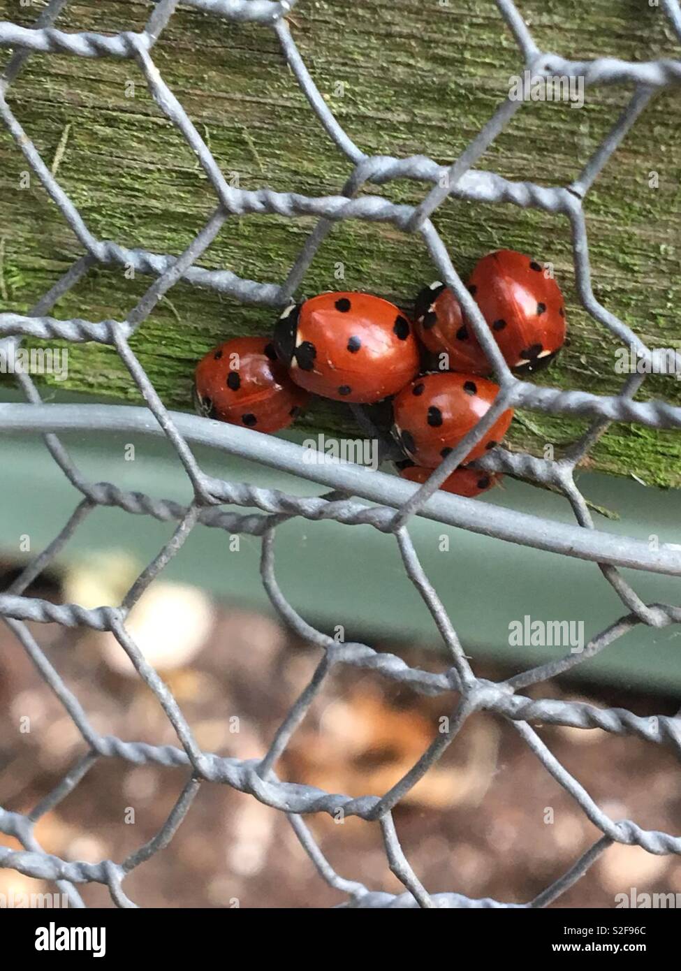 Family of ladybirds hi-res stock photography and images - Alamy