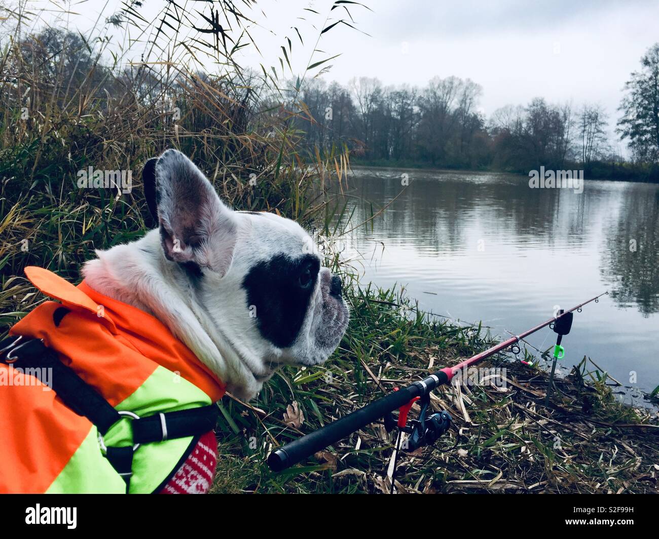 Dog fish hi-res stock photography and images - Alamy