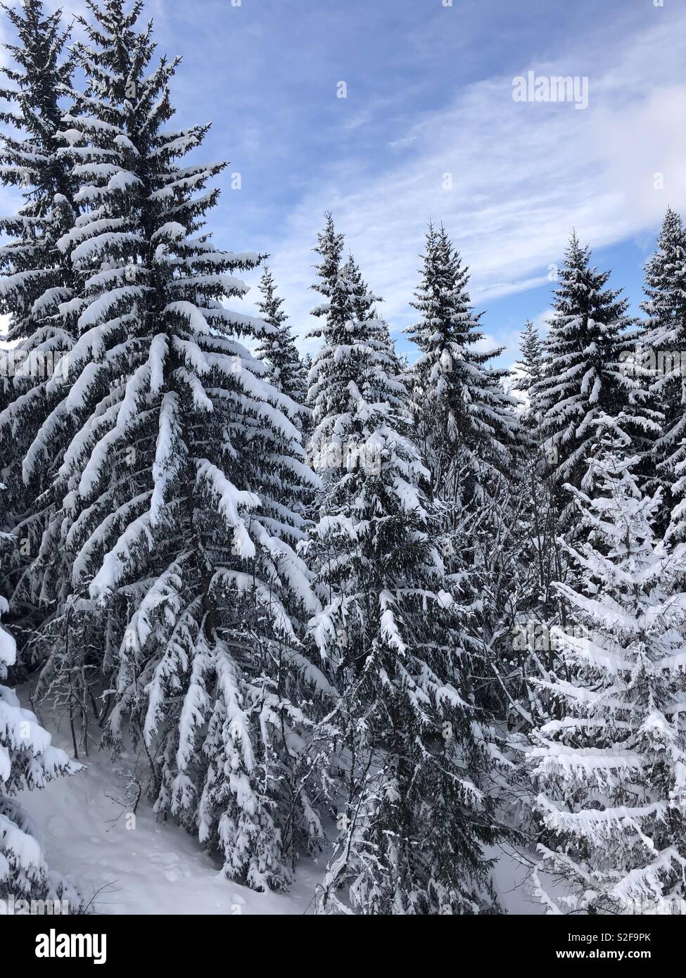 Alpine trees hi-res stock photography and images - Alamy