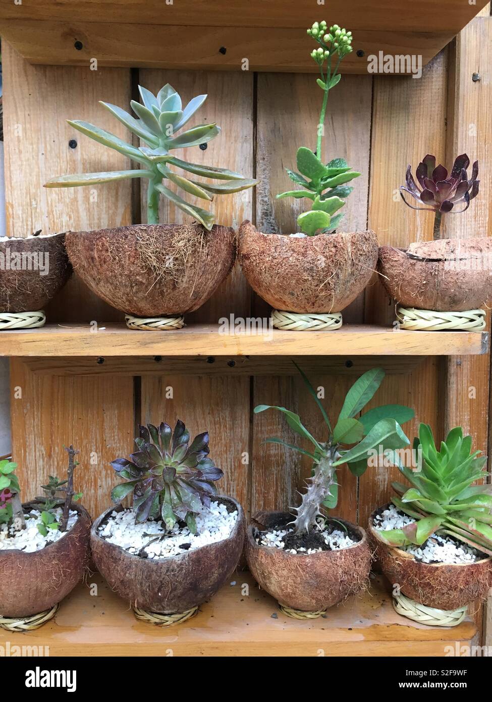 Coconut pots hi-res stock photography and images - Alamy