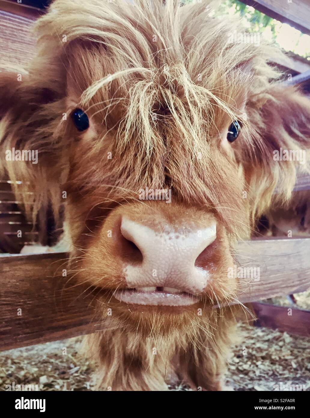 Red bull head hi-res stock photography and images - Alamy