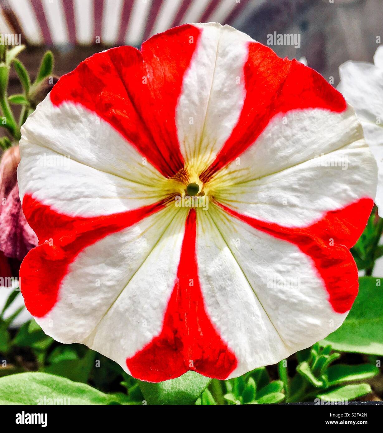Closeup of Red and white striped petunia flower in flower box Stock ...