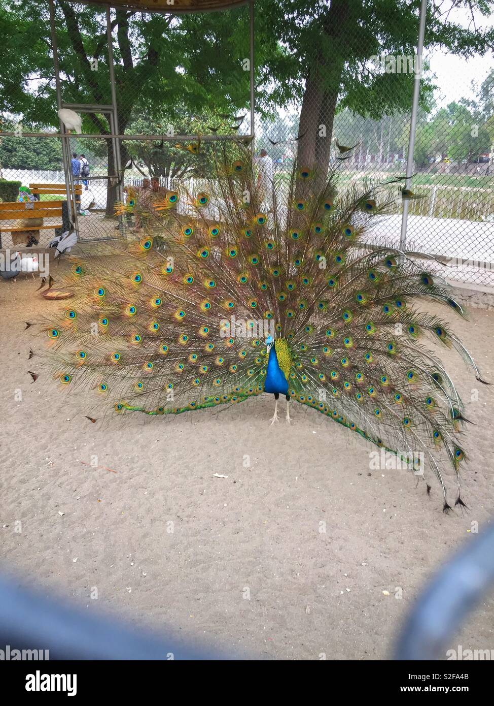 Happy peacock hi-res stock photography and images - Alamy